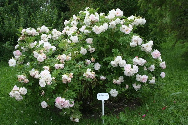 Okkaline ja kogu suvi õitsev pargiroos „Ritausma“